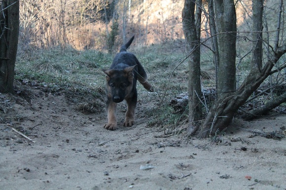 Accueil - Elevage Du Domaine Du Gitan - eleveur de chiens Berger ...