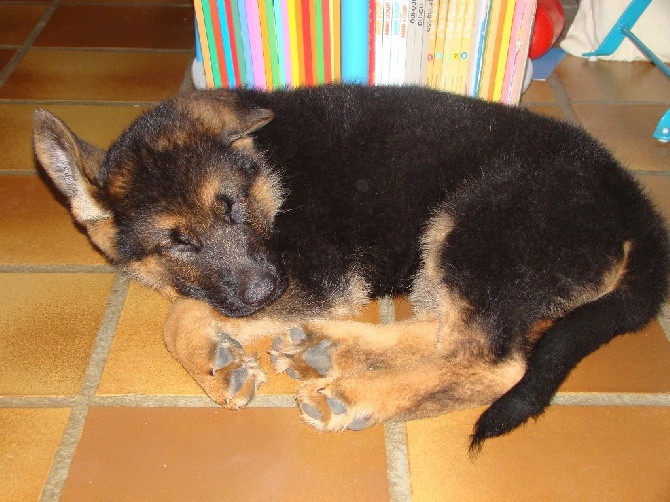 Accueil - Elevage Du Domaine Du Gitan - eleveur de chiens Berger ...