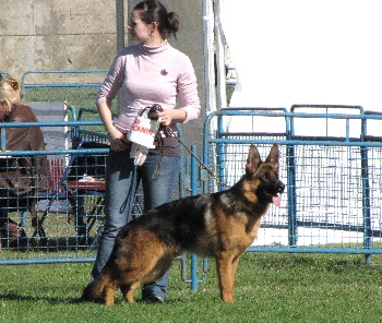 Accueil - Elevage Du Domaine Du Gitan - eleveur de chiens Berger ...